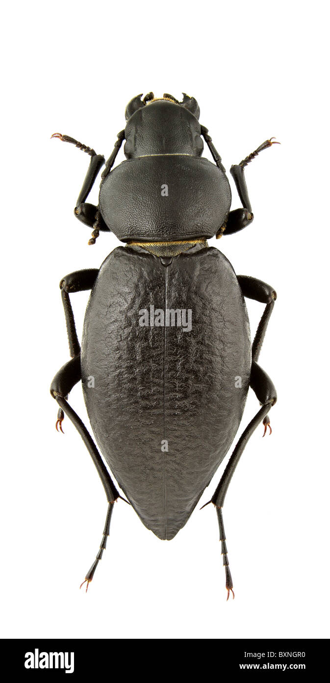 Tentyria nomas hi-res stock photography and images - Alamy