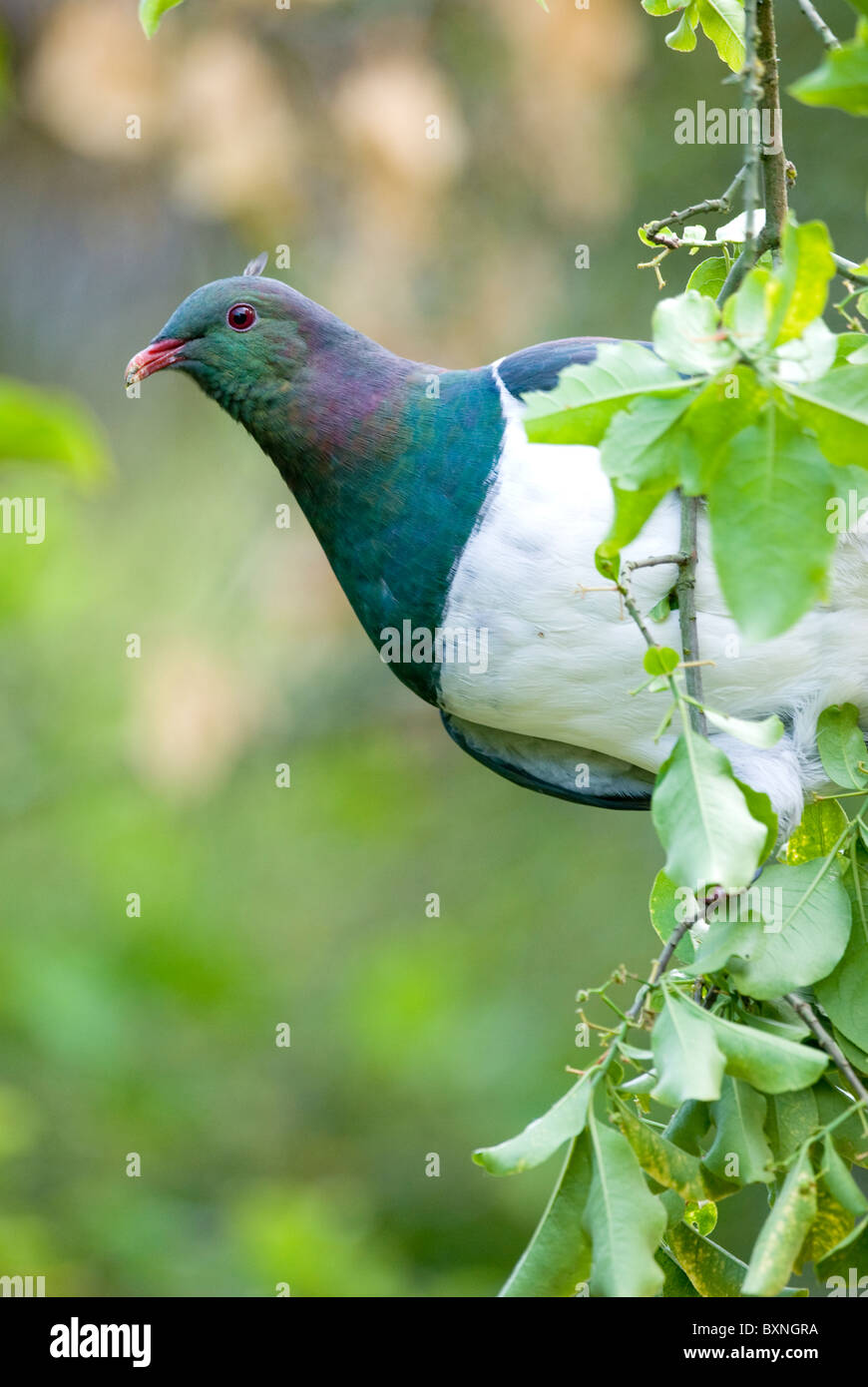 Kereru hi-res stock photography and images - Alamy