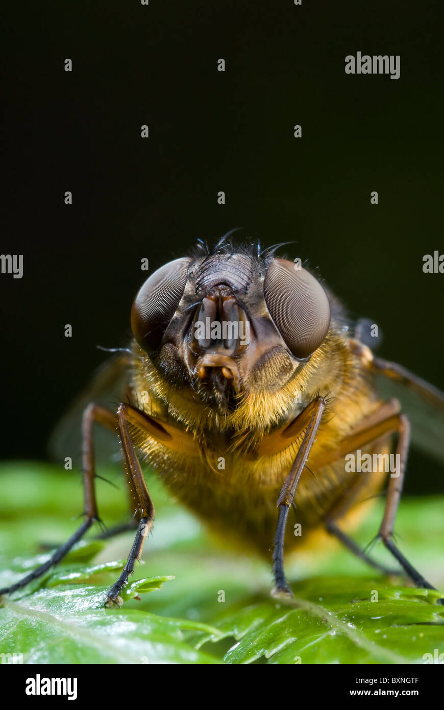 Insect eyes hi-res stock photography and images - Alamy