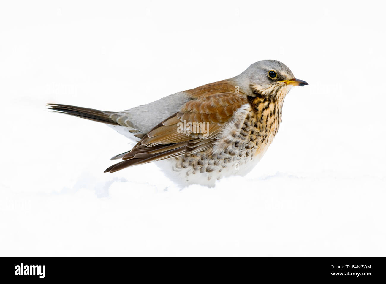 Fieldfare foraging hi-res stock photography and images - Alamy