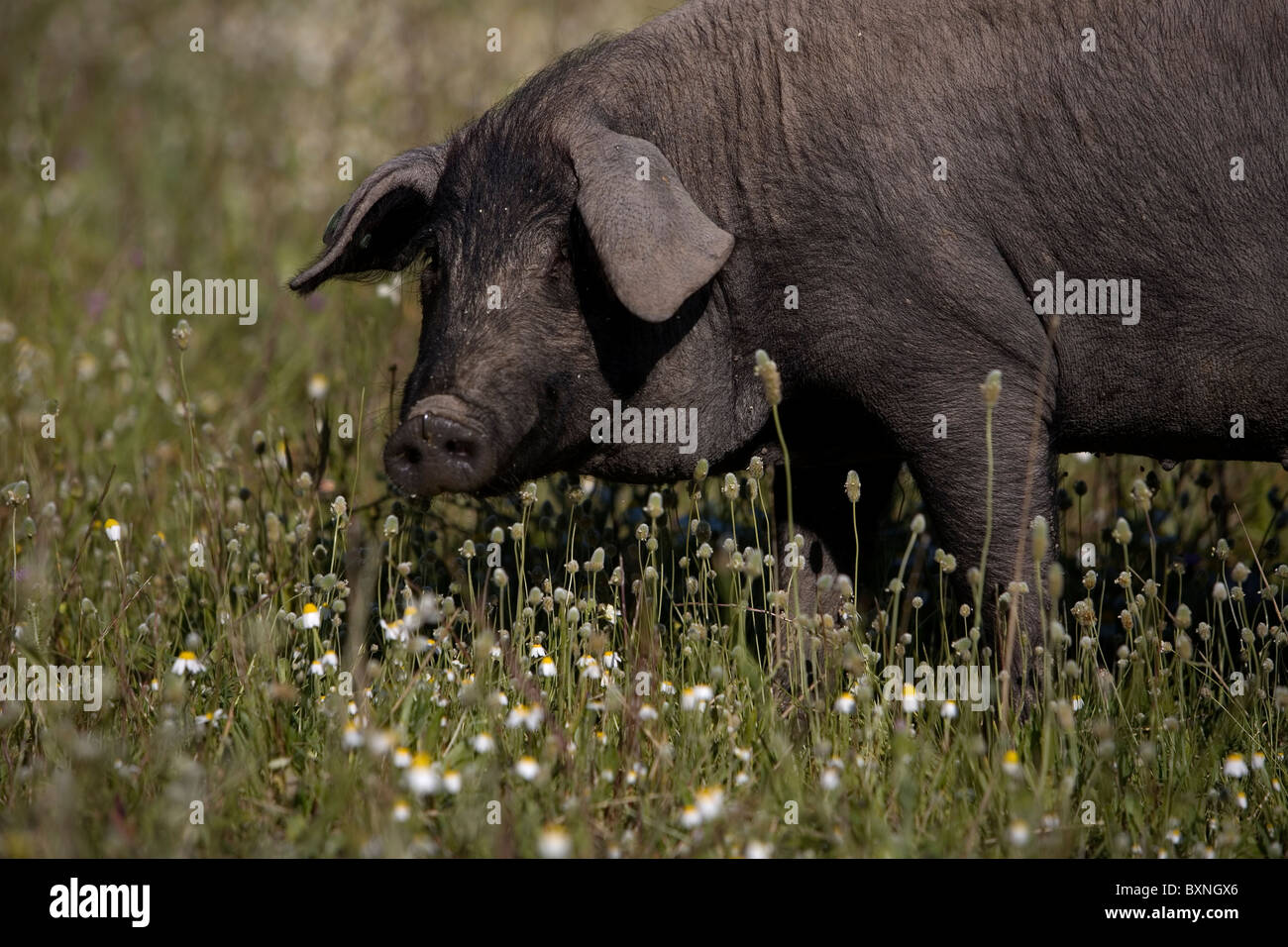 A Spanish Iberian pig, the source of Iberico ham known as pata negra ...