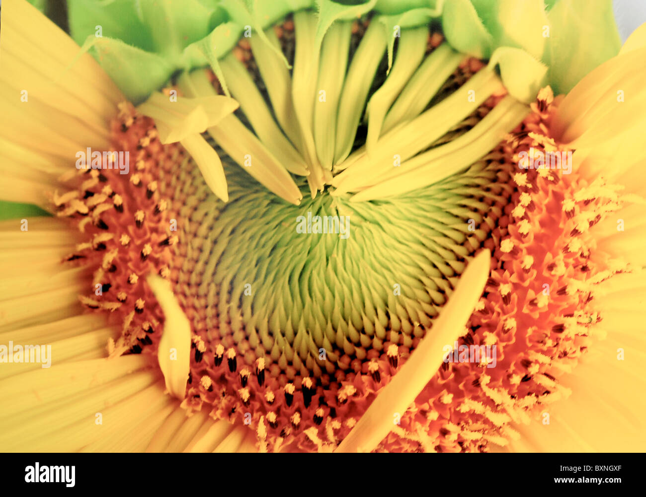 Sunflower unfolding hi-res stock photography and images - Alamy