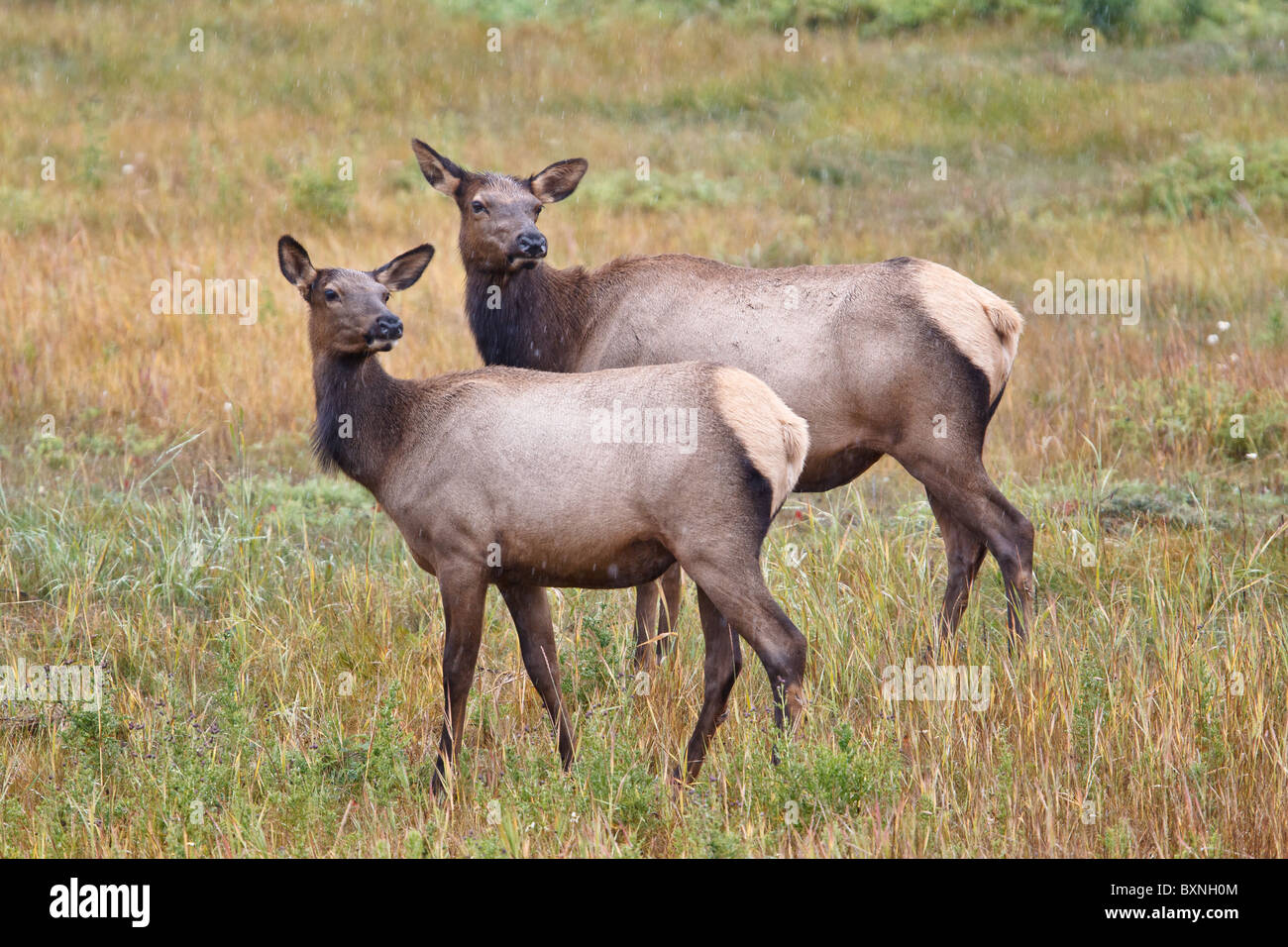 Female elk in banff alberta hi-res stock photography and images - Alamy
