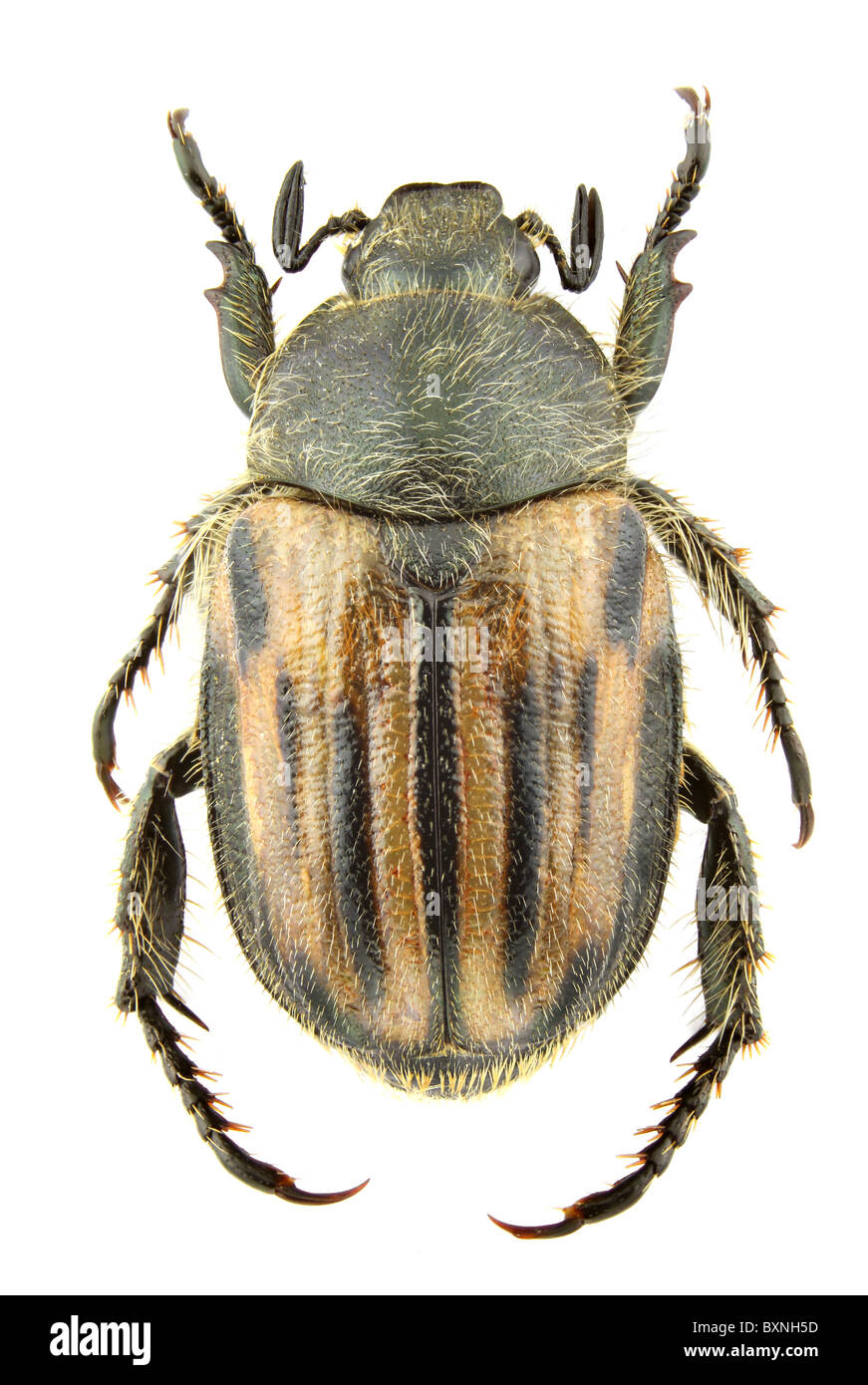 Lineolata Cut Out Stock Images & Pictures - Alamy