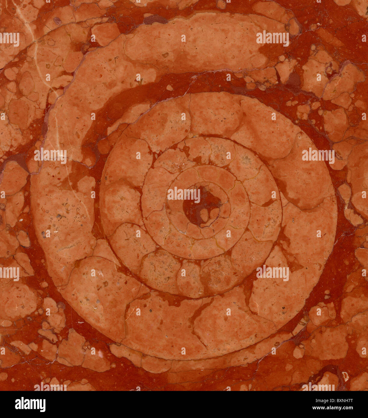 Struktur shell hi-res stock photography and images - Alamy