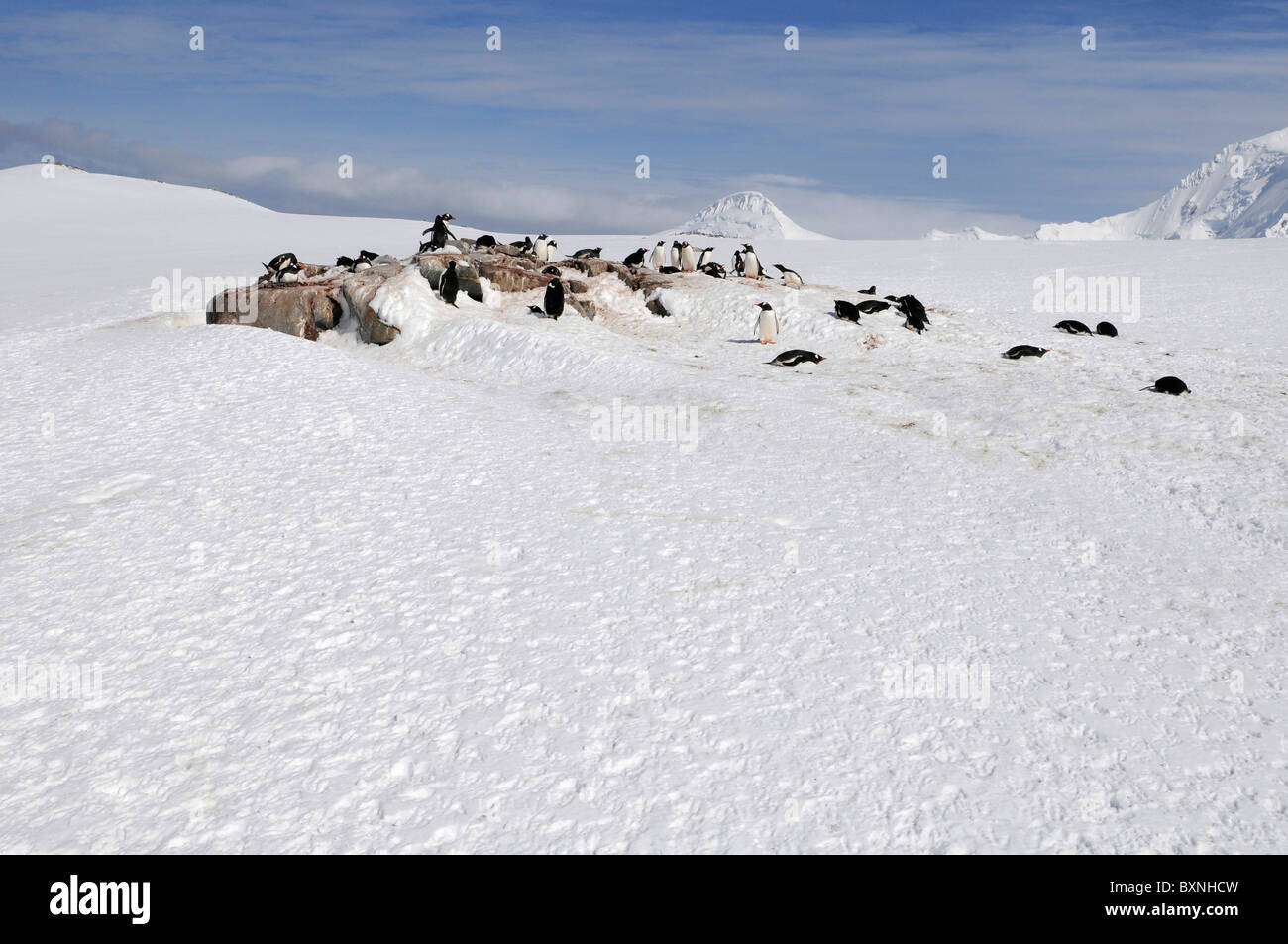 Ice wall iceberg icebergs lesser antarctica hi-res stock photography ...
