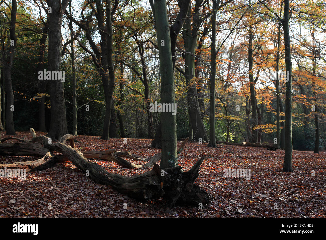 Surrey forest hi-res stock photography and images - Alamy