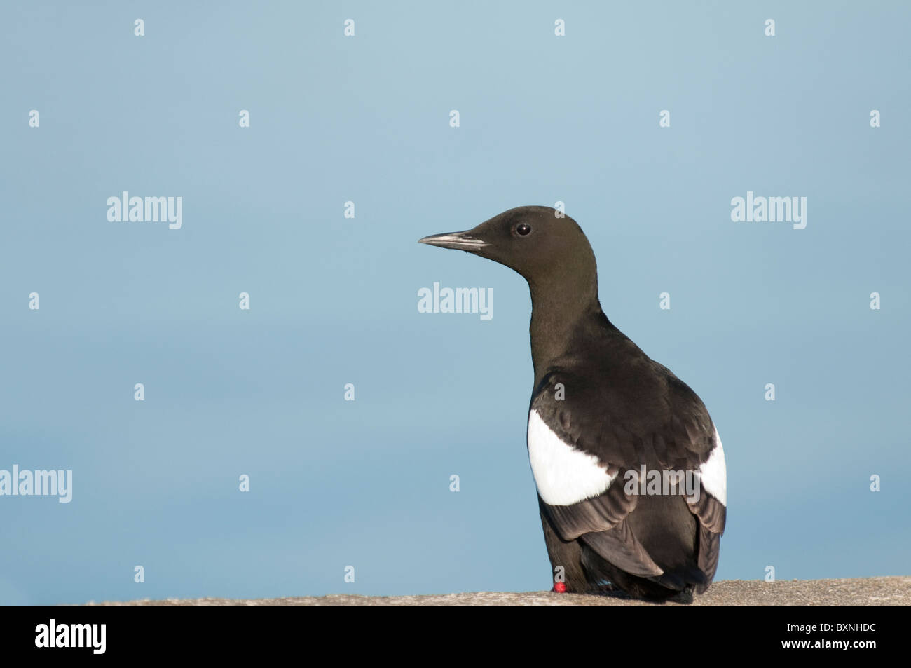 Black guillemot Cepphus grylle Stock Photo - Alamy