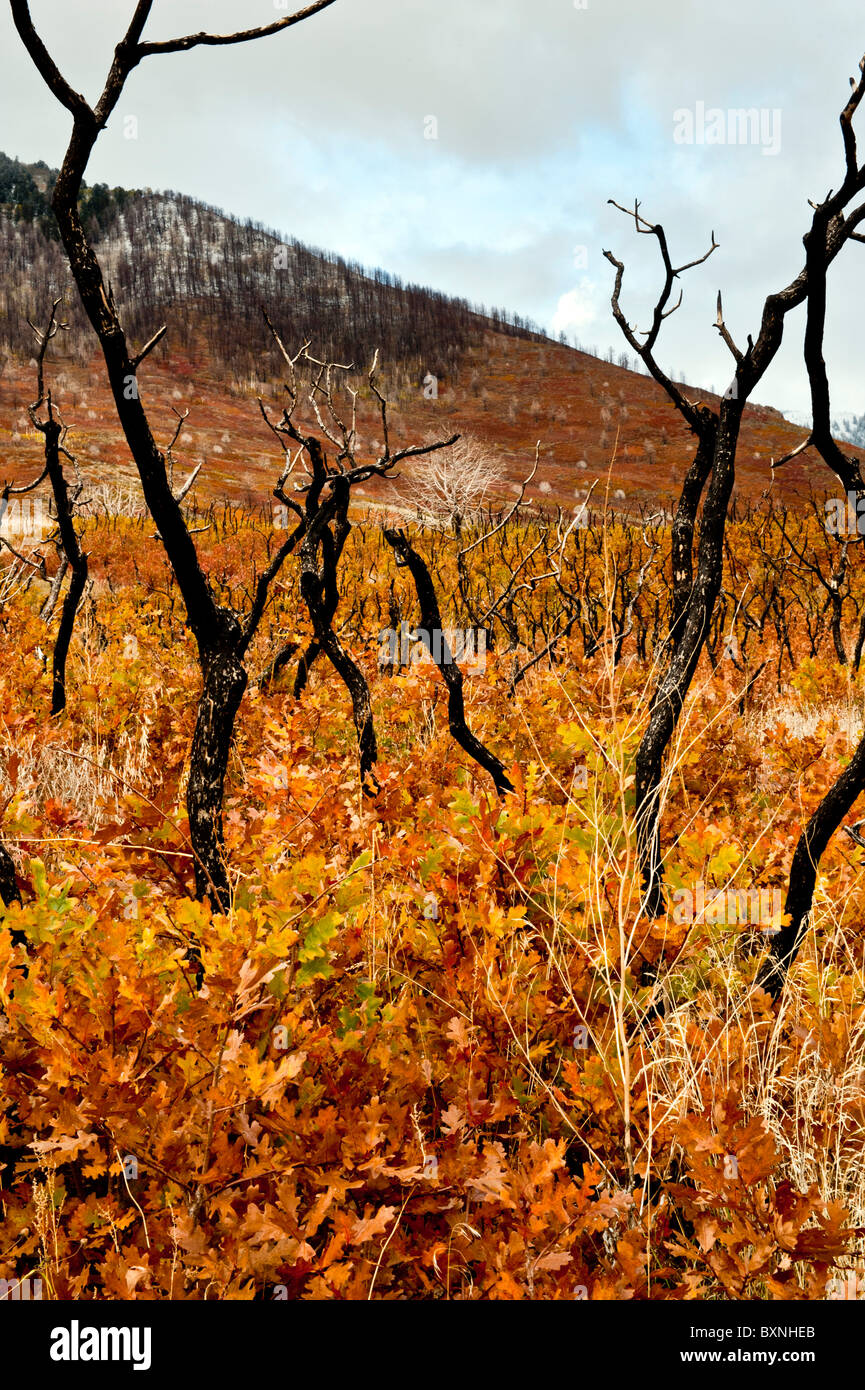 Fall colours road hi-res stock photography and images - Alamy