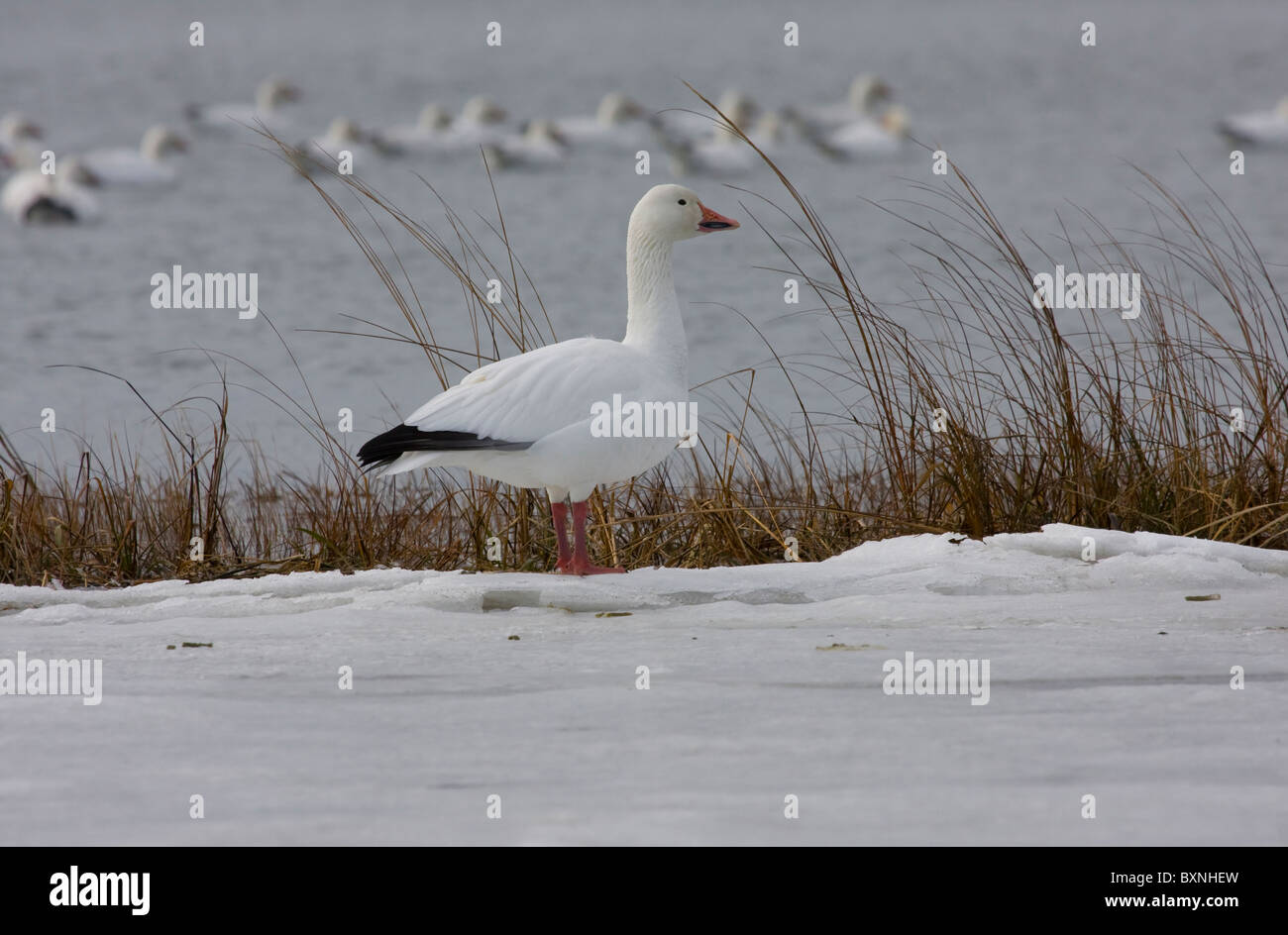 Snow goose wing feathers hi-res stock photography and images - Alamy