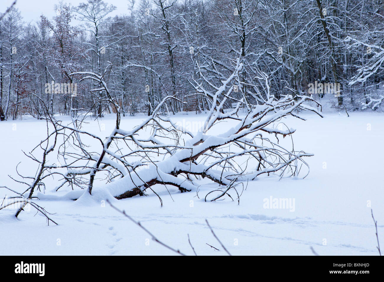 snow covered tree on a frozen lake, Lower Saxony, Northern Germany ...