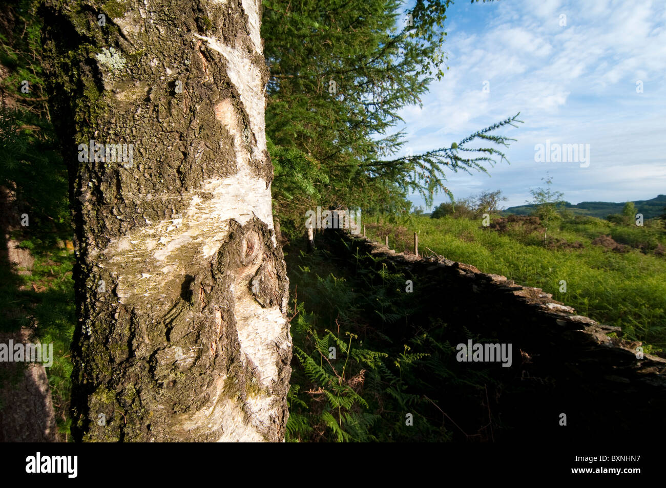 Silver birch wood hi-res stock photography and images - Alamy