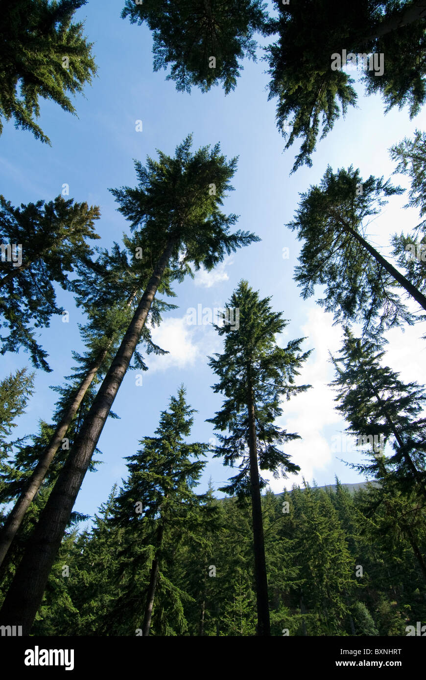 Grizedale Forest High Resolution Stock Photography and Images - Alamy