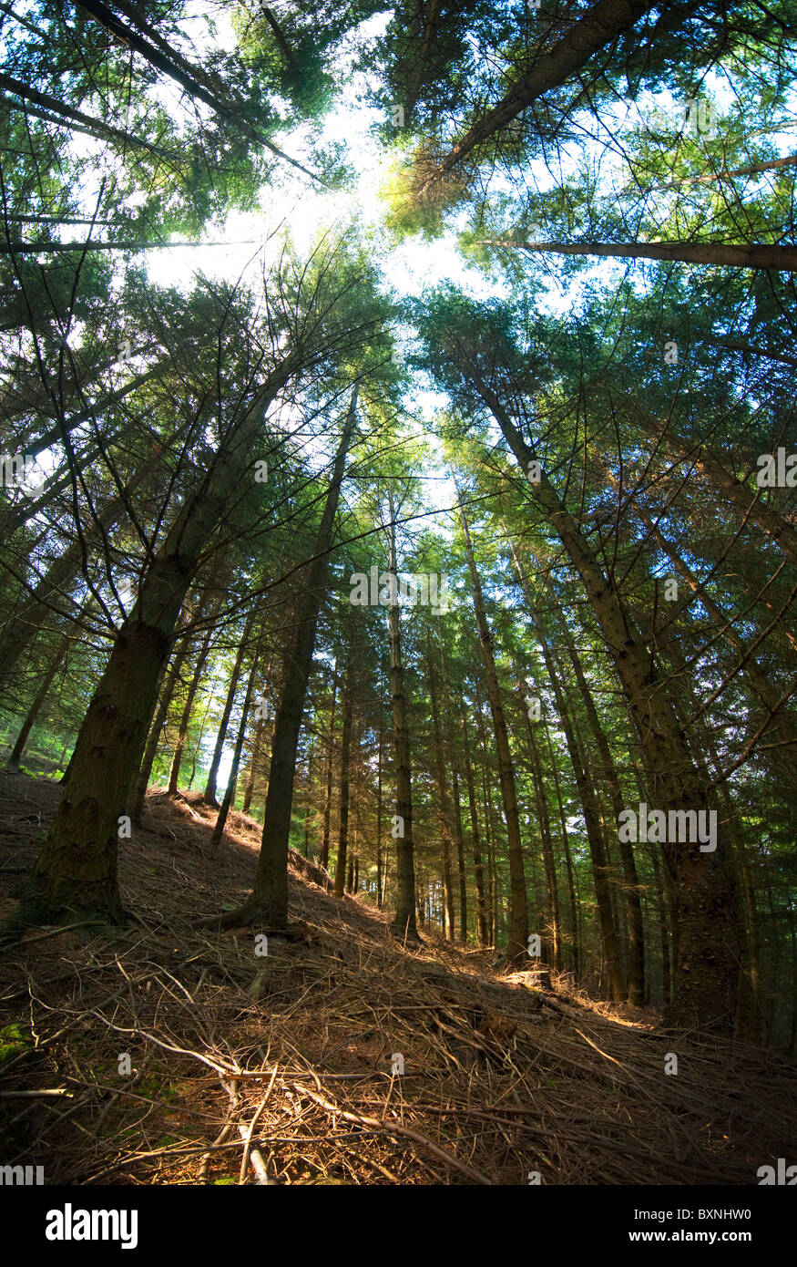 Grizedale forest, Lake District, UK Stock Photo - Alamy