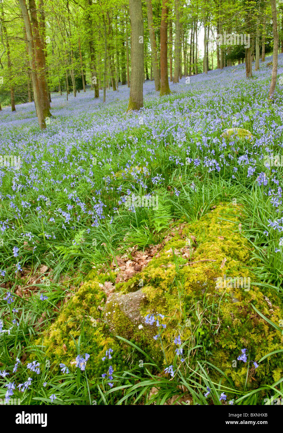 Bluebells & Beach Leaves Stock Photo - Alamy