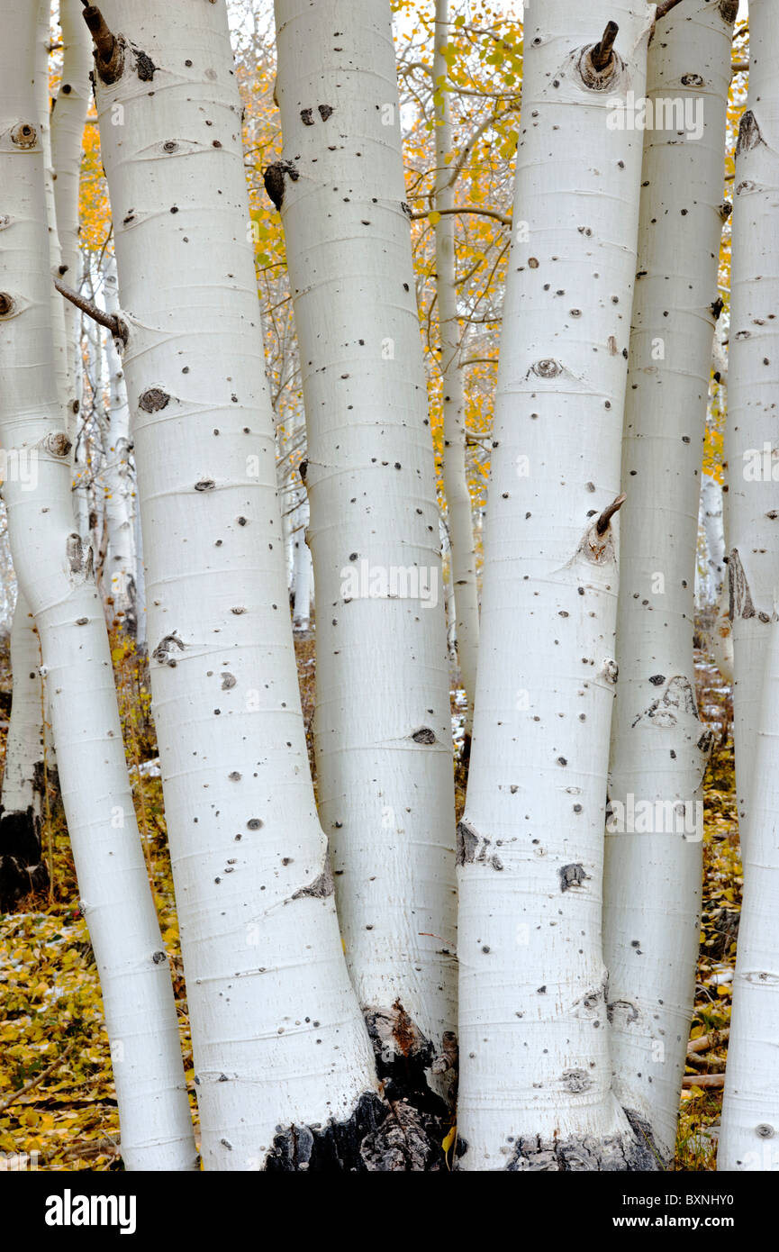 Trunk aspen hi-res stock photography and images - Alamy