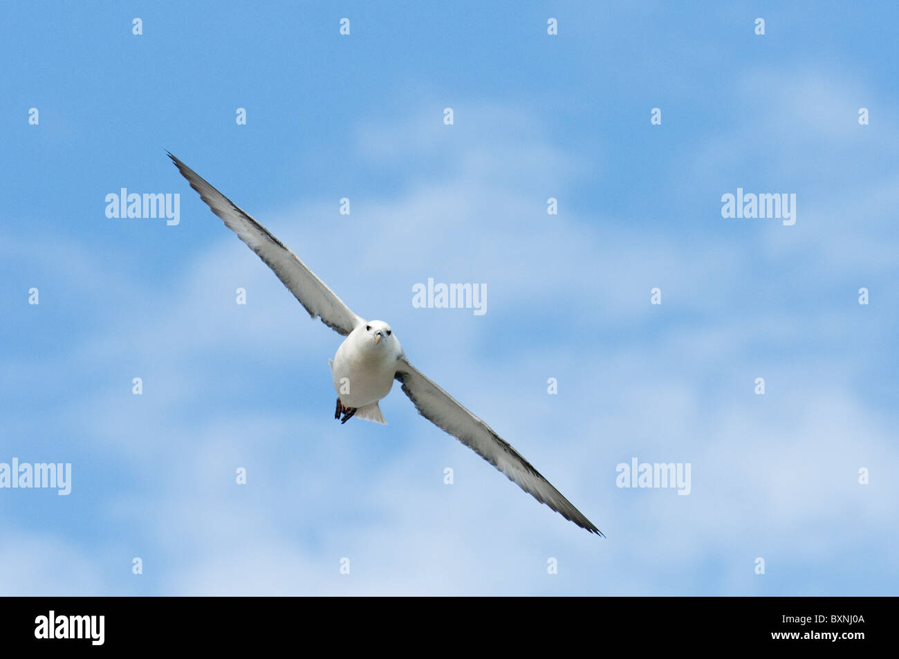 Flying fulmar Fulmarus glacialis Bass Rock Scotland Stock Photo - Alamy