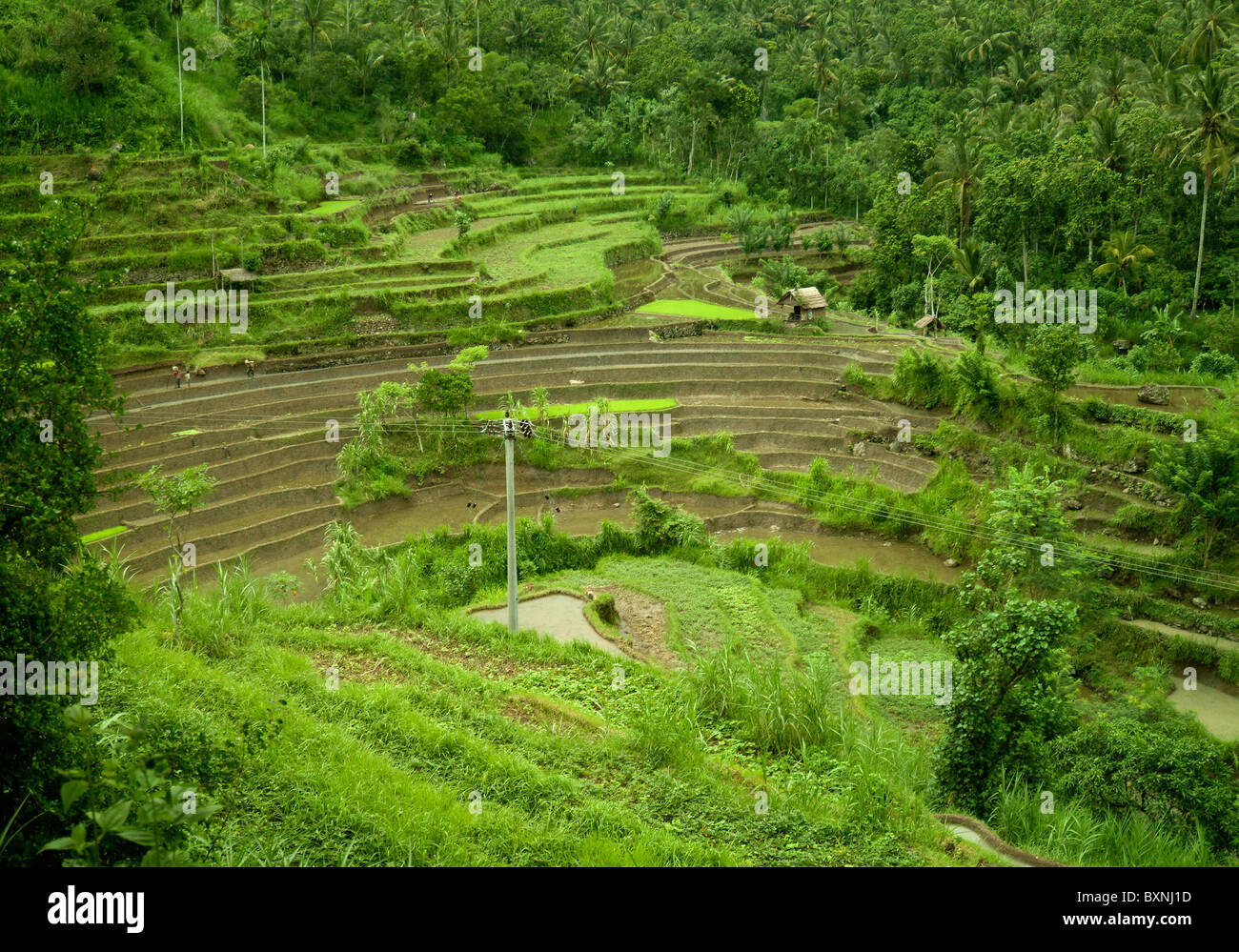 Workers plant new rice in the beautiful terraced rice fields of Bali ...