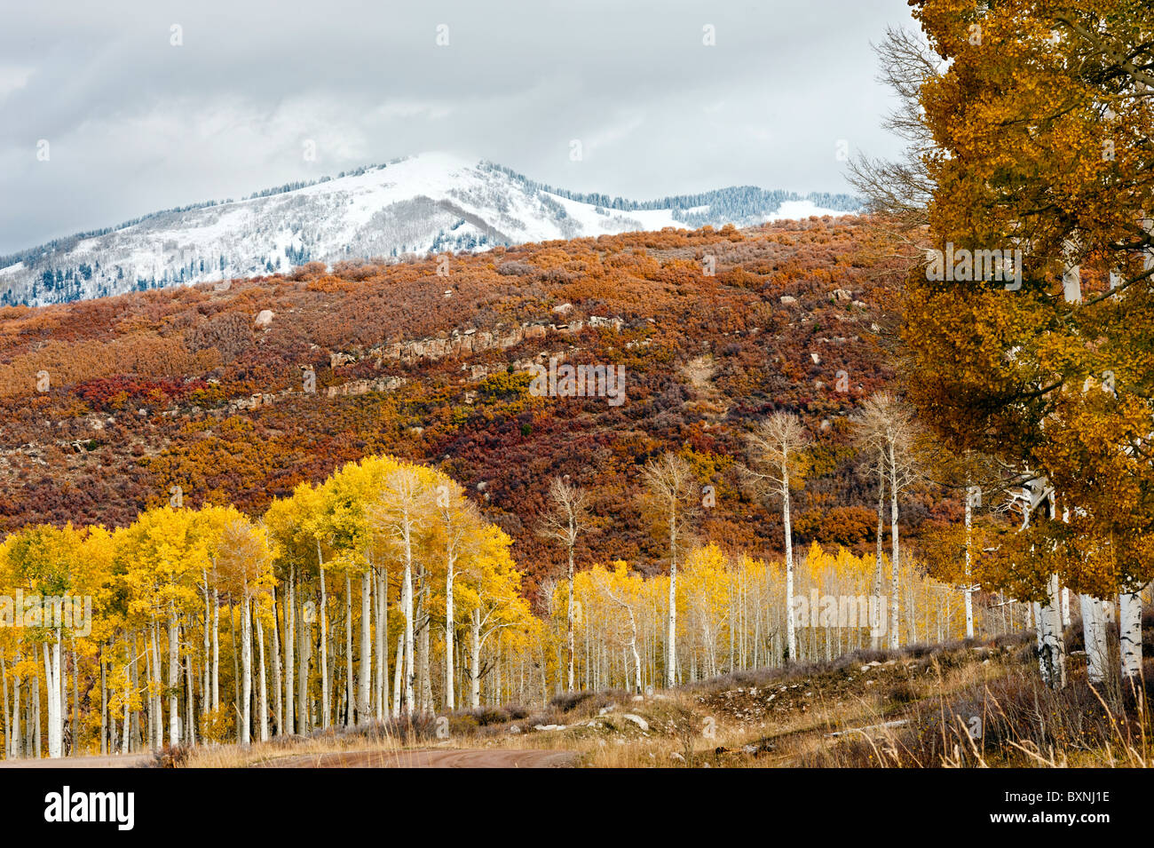 Autumn or Fall colors - La Sal Mountain Road near Moab Utah USA Aspens ...