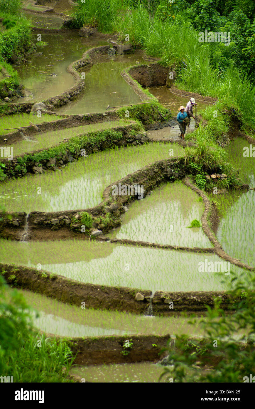 Workers plant new rice in the beautiful terraced rice fields of Bali ...