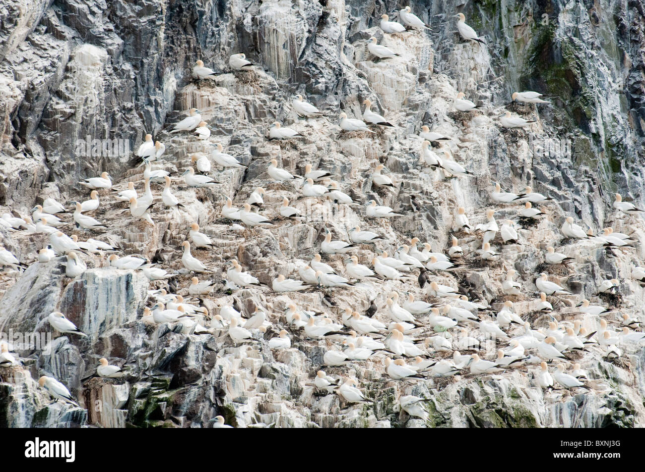 Bass Rock Scotland Stock Photo - Alamy