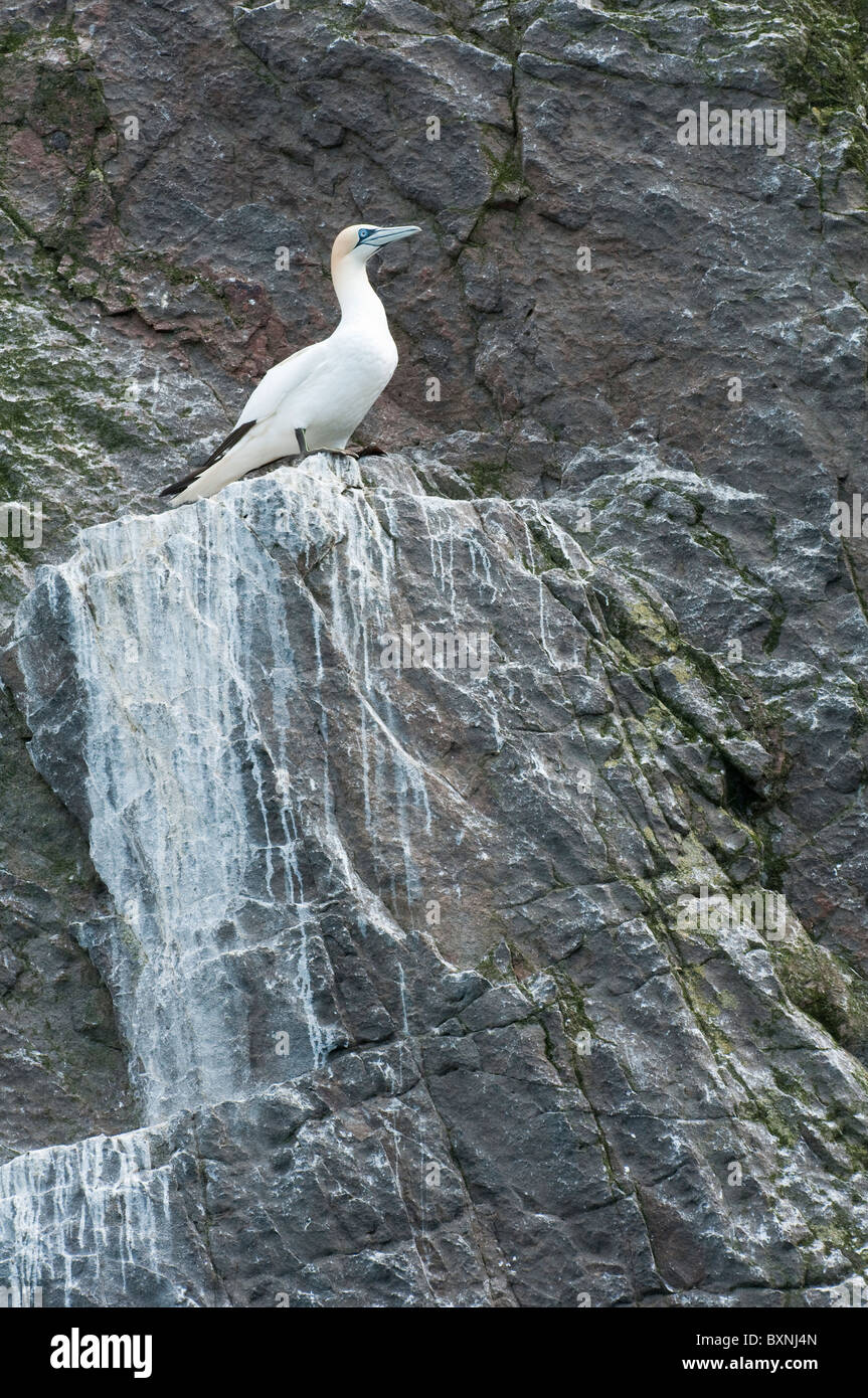 Bass Rock Scotland Stock Photo - Alamy