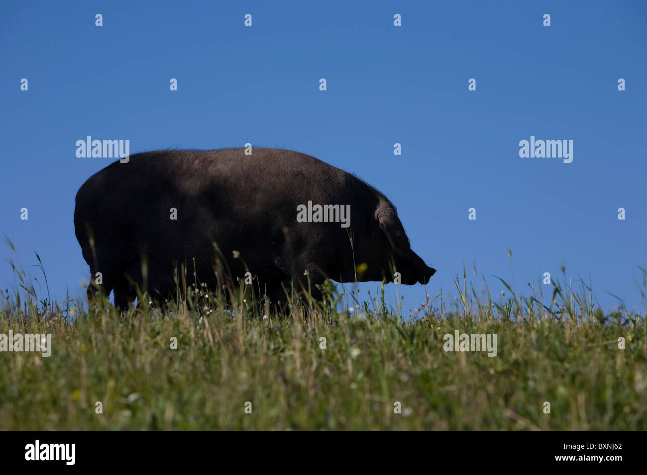 An Spanish Iberian pig, the source of Iberico ham known as pata negra ...