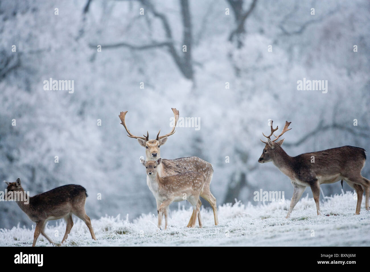Uk deer winter hi-res stock photography and images - Alamy