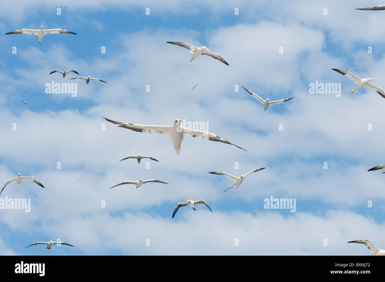 Bass Rock Scotland Stock Photo - Alamy