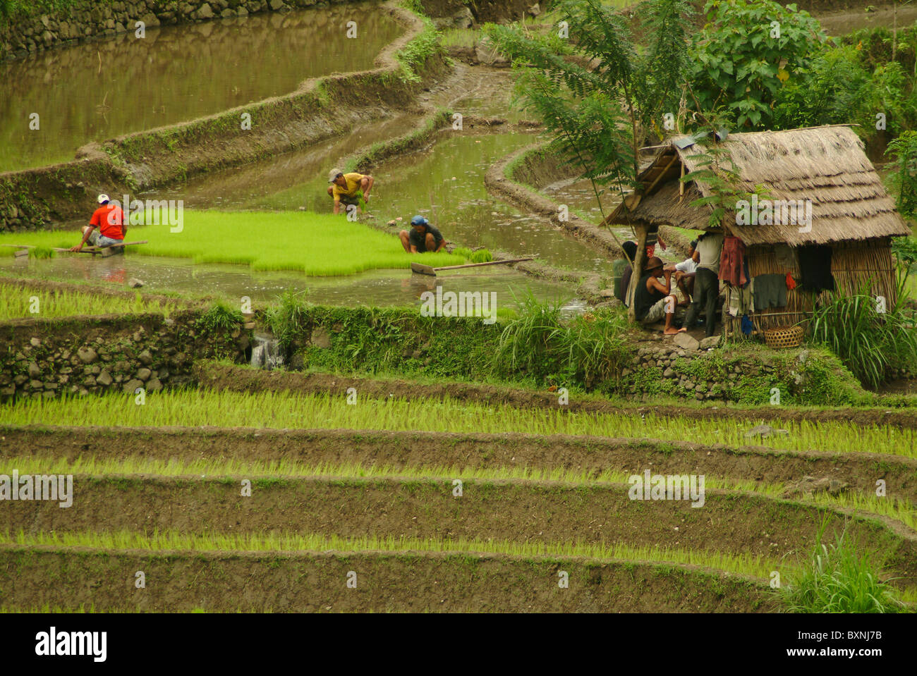 Workers plant new rice in the beautiful terraced rice fields of Bali ...