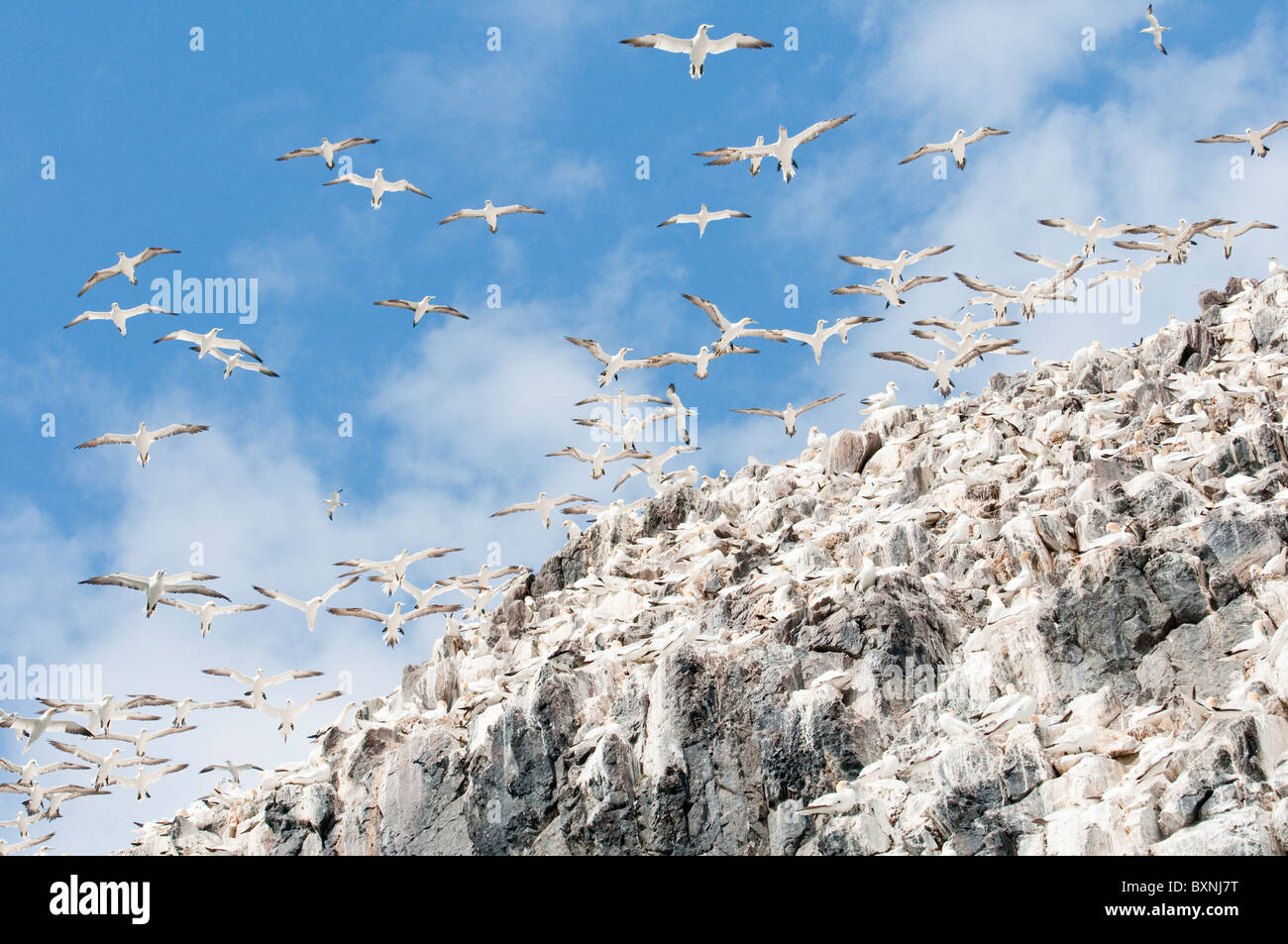 Bass Rock Scotland Stock Photo - Alamy