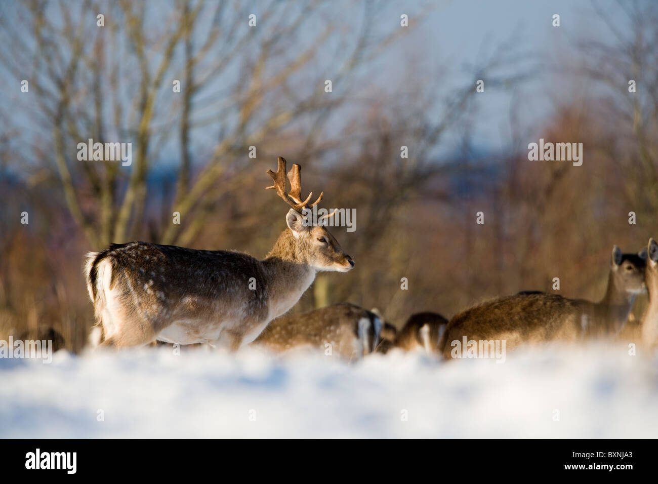 Fallow Deer in the snow Stock Photo - Alamy