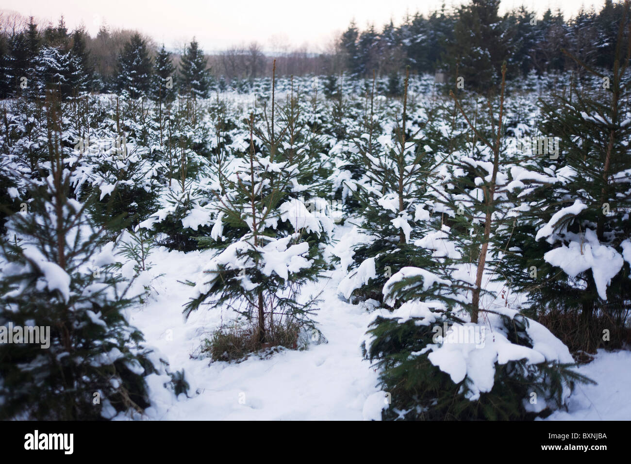 Young Christmas trees growing in snowy plantation on private land in ...