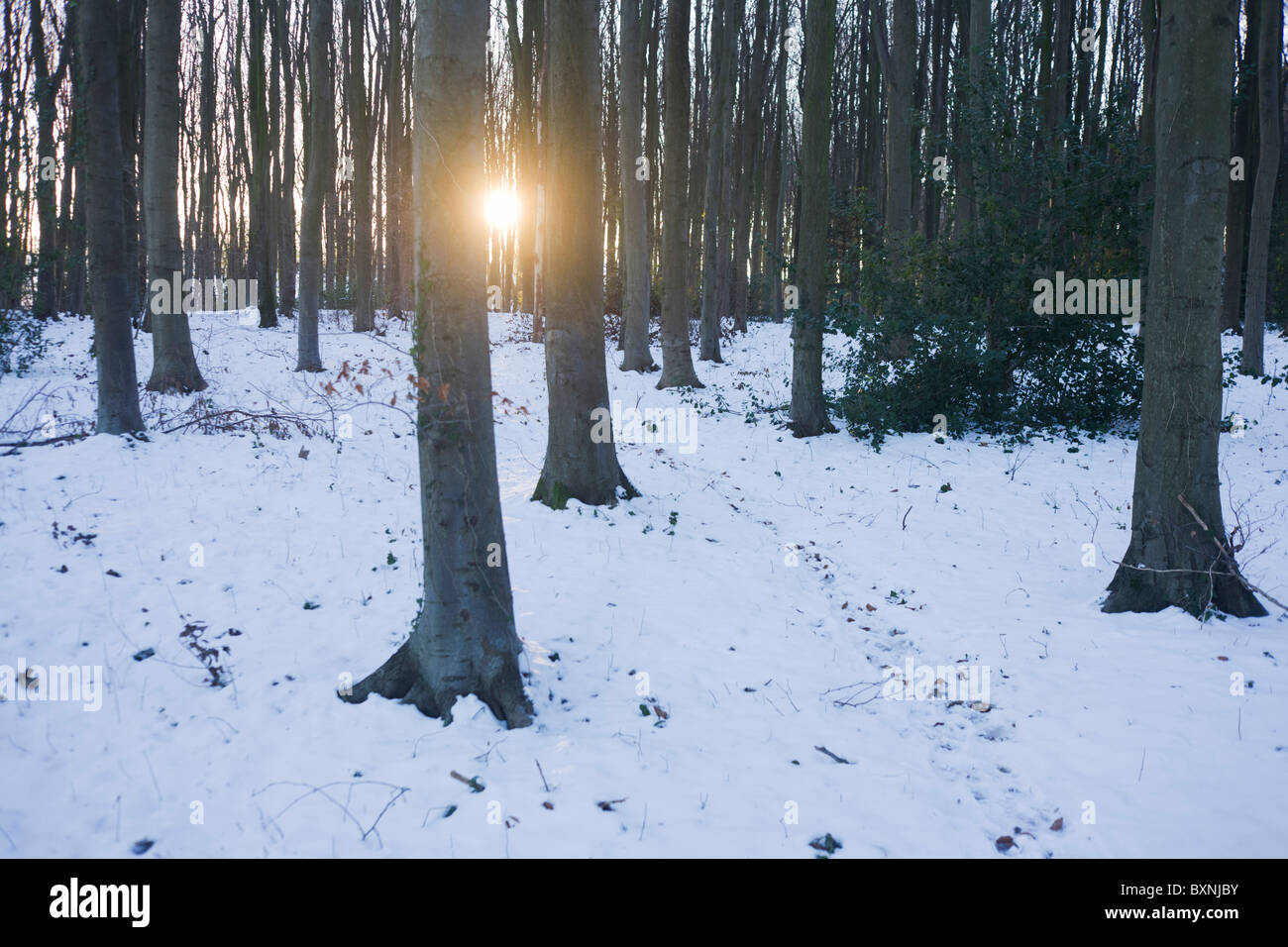 Cold winter landscape of early morning sun and blue light in snowy ...