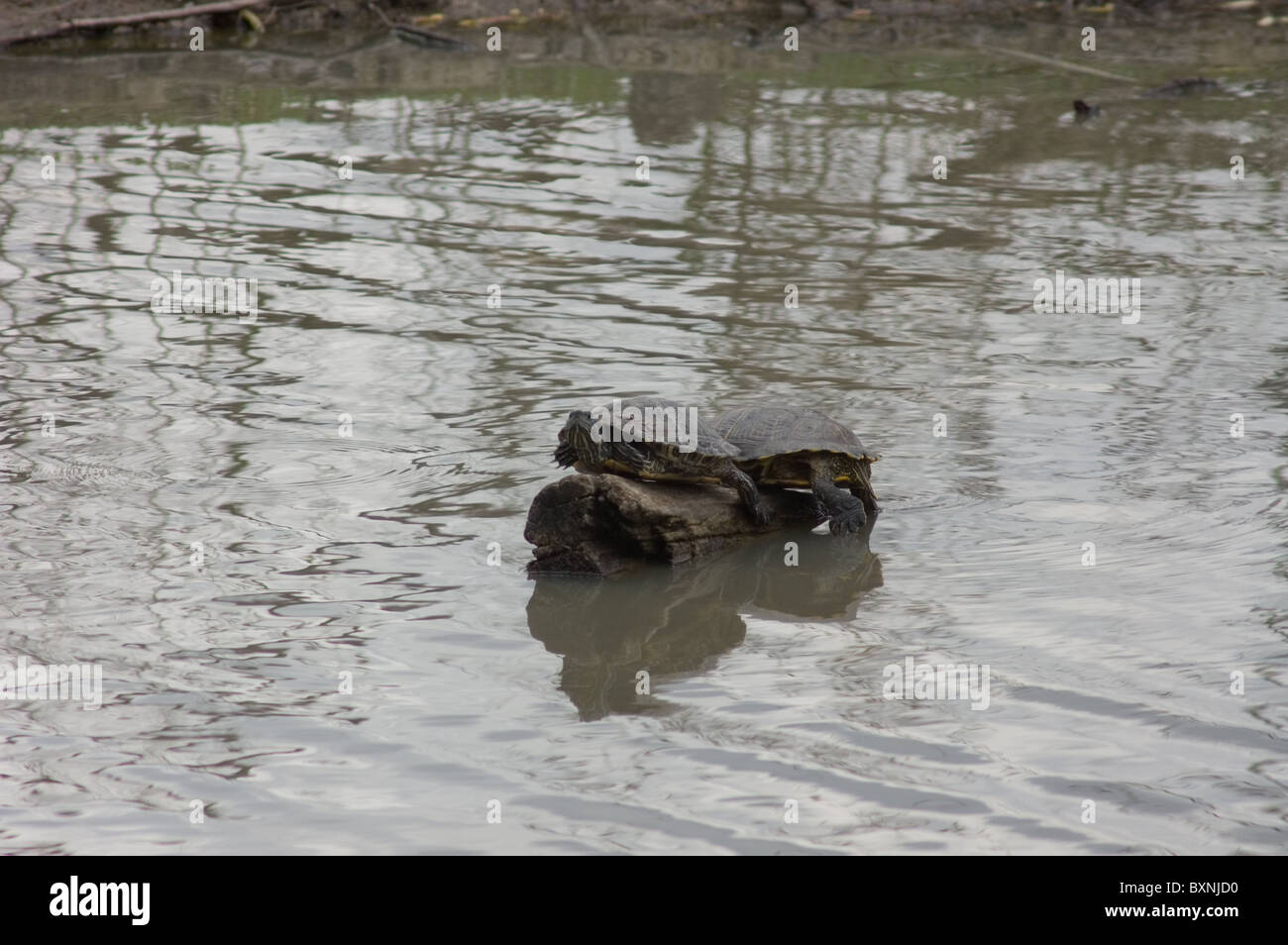 Turtles taking a sun bath in a lake in Mexico Stock Photo - Alamy