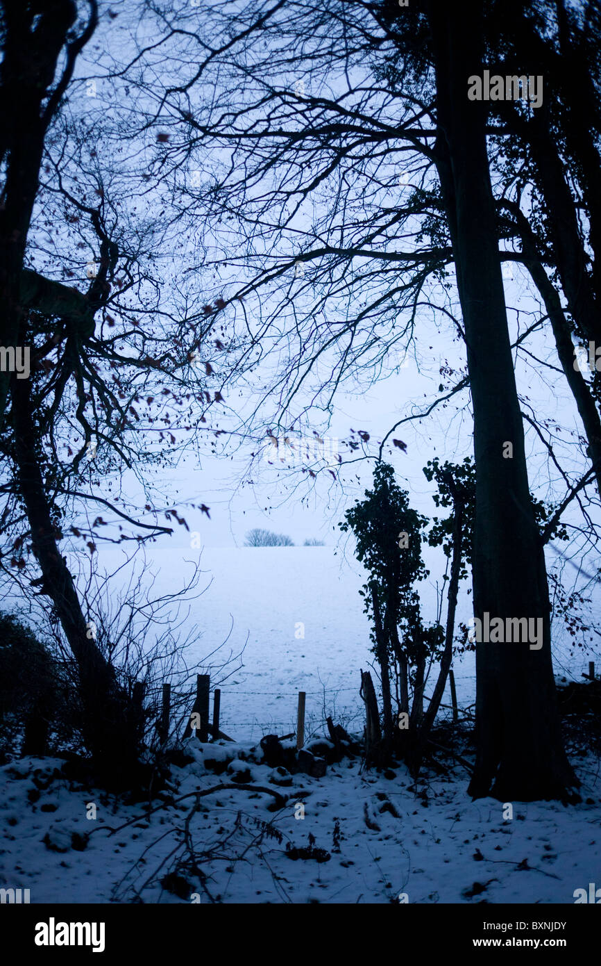 Distant clump of trees through gap in bleak English woodland during ...