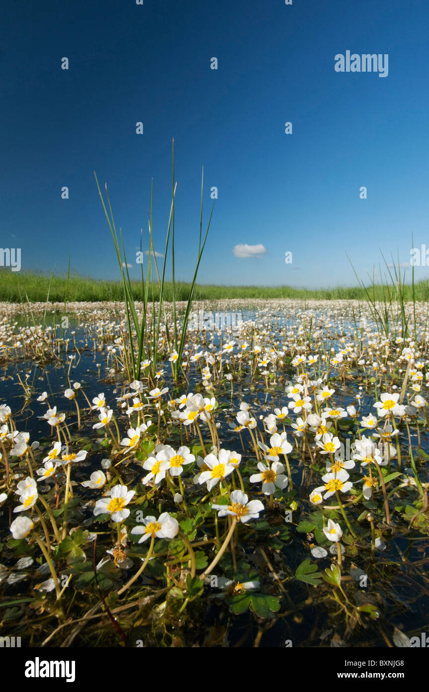 Common Water-crowfoot, White water-crowfoot (Ranunculus aquatilis ...