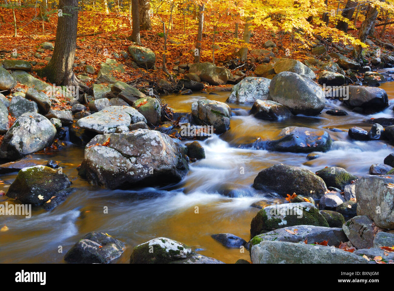 Autumn creek woods with yellow trees foliage and rocks in forest ...