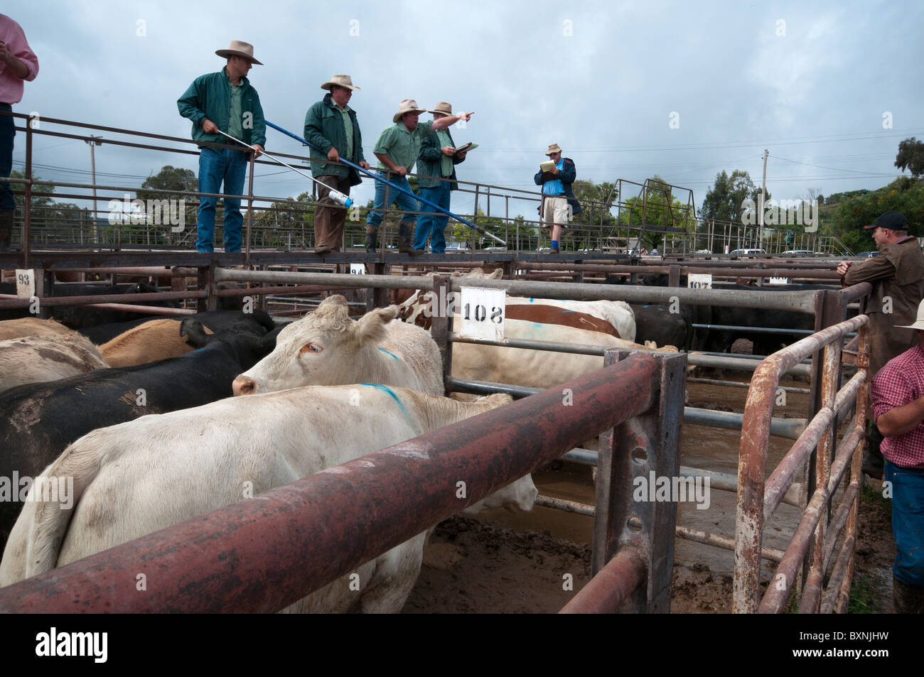Livestock saleyards australia hi-res stock photography and images - Alamy