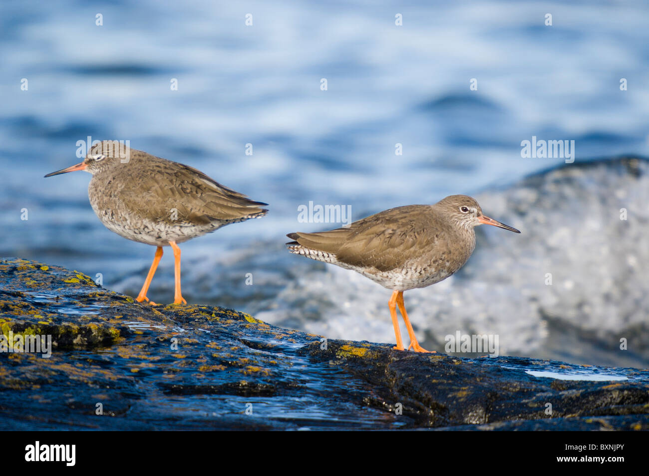 Redshank Tringa totanus Stock Photo - Alamy