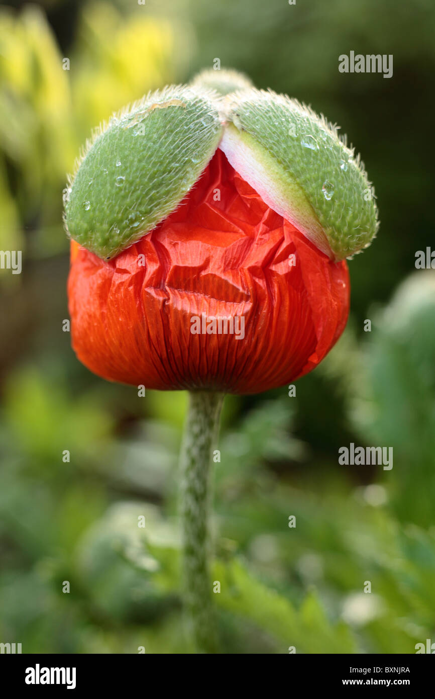 Unopened red poppy hi-res stock photography and images - Alamy