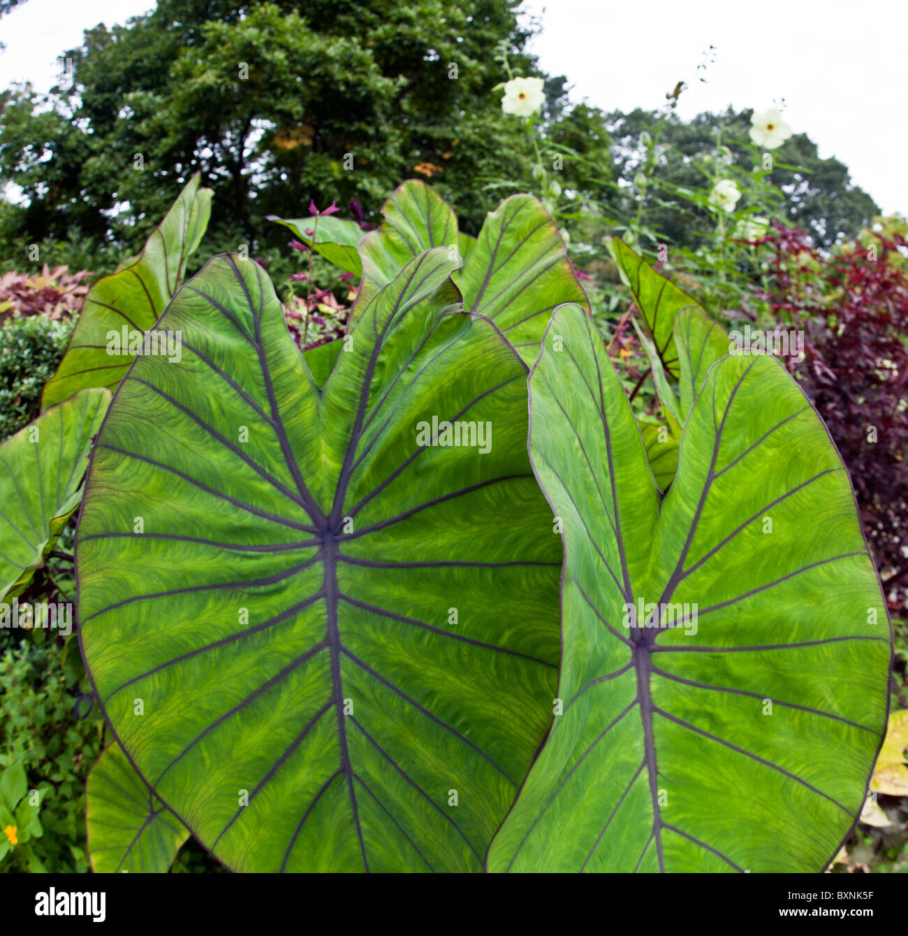 Elephants ear colocasia esculenta hi-res stock photography and images ...