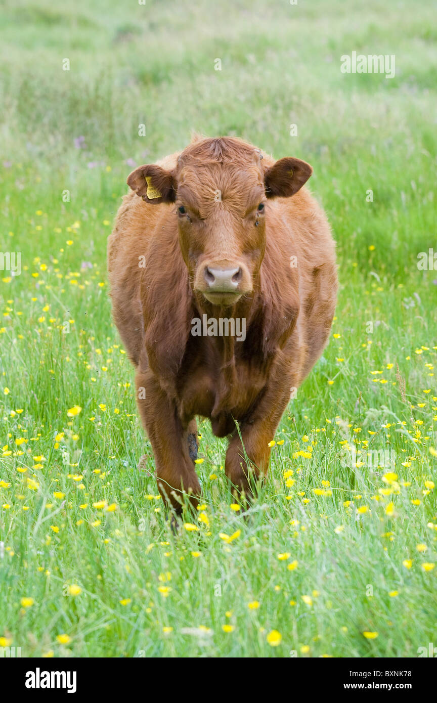 Domestic dairy cow. Tiree, Scotland Stock Photo - Alamy