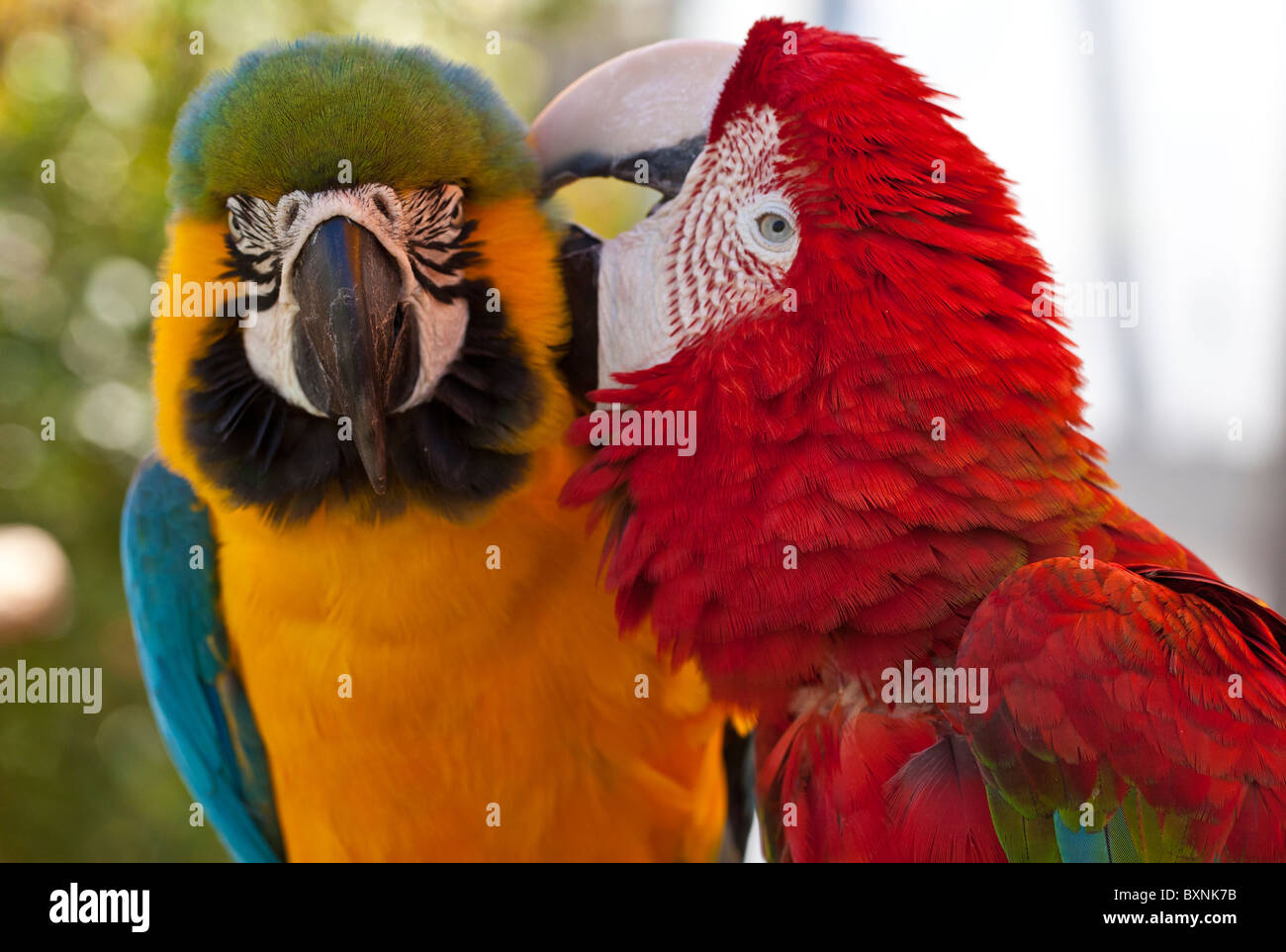 Two macaws grooming each other in Florida Stock Photo - Alamy