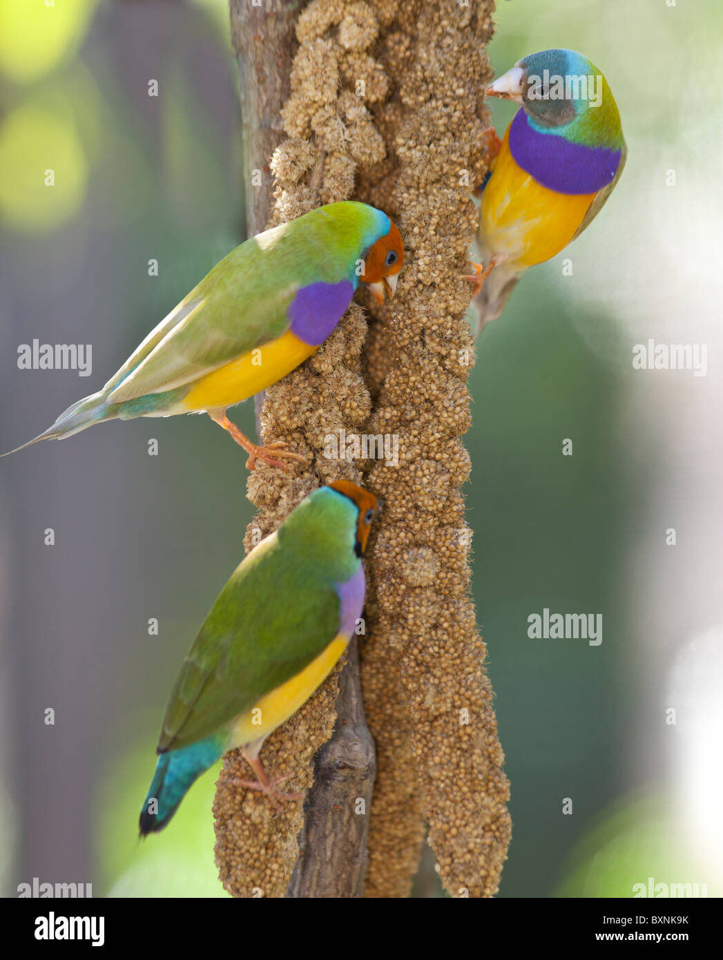 Colorful lady gouldian finch perched hi-res stock photography and ...