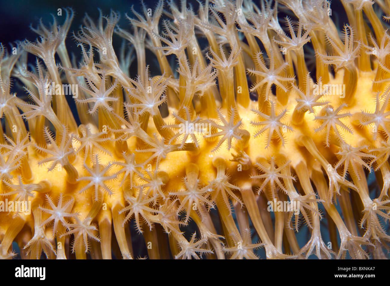 Slit-pore sea rod at night open and extended on coral reef Stock Photo ...