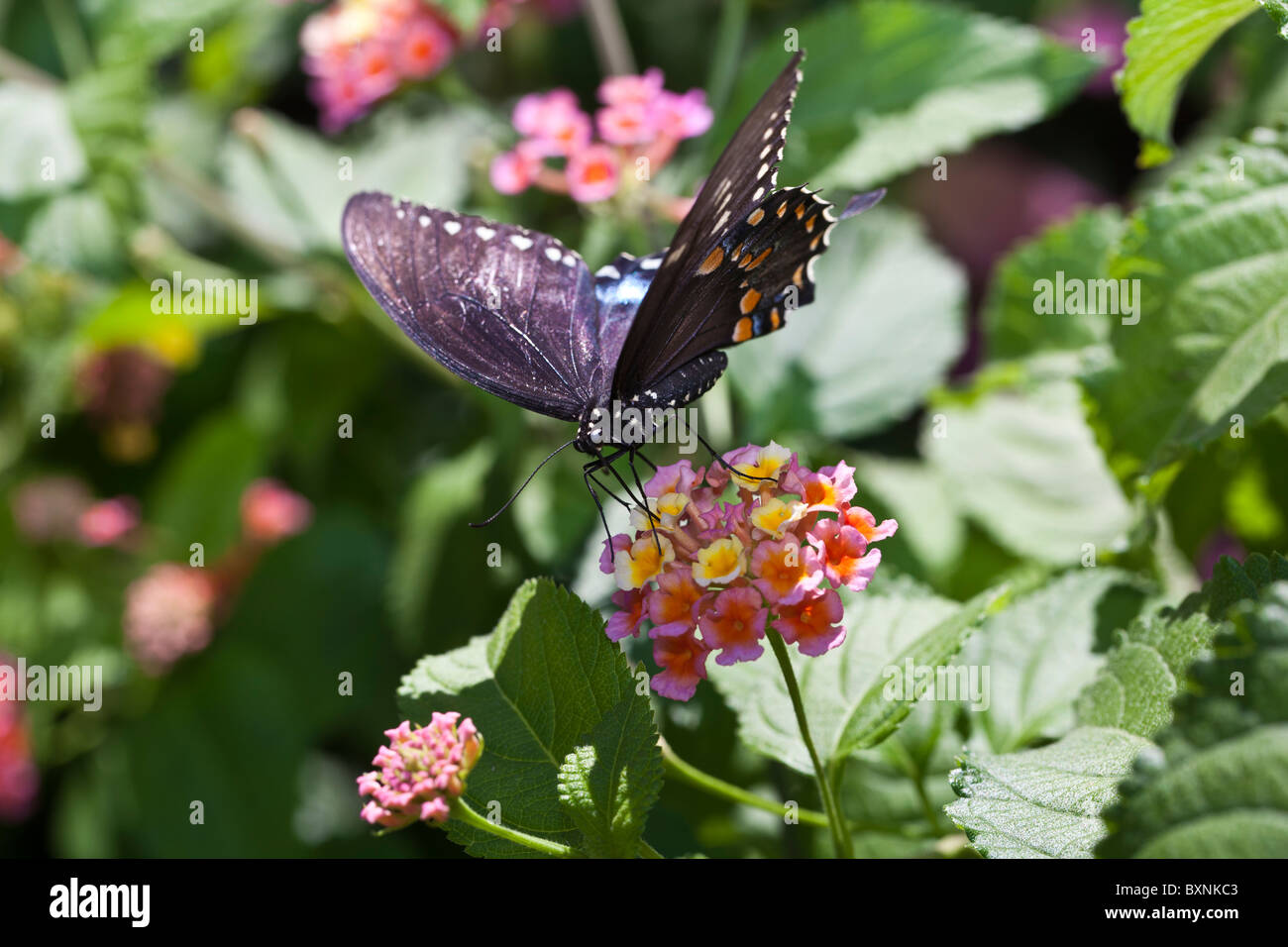 Common Swallowtail butterfly Spicebush in Garden in Central Park, New ...