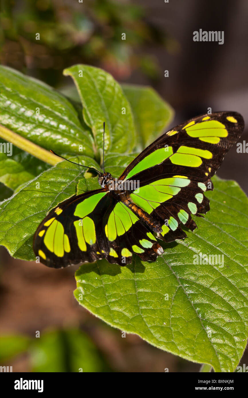 Exotic butterfly species hi-res stock photography and images - Alamy