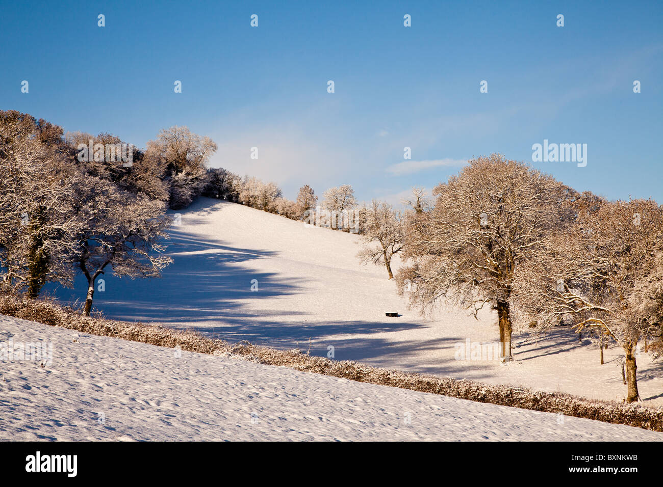 Snow covered trees in rural Devon following fresh snowfall Stock Photo ...