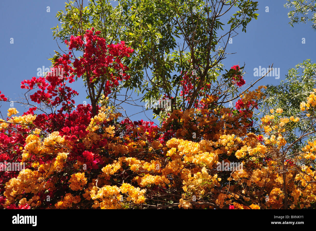 Beautiful trees in a tropical garden Stock Photo - Alamy